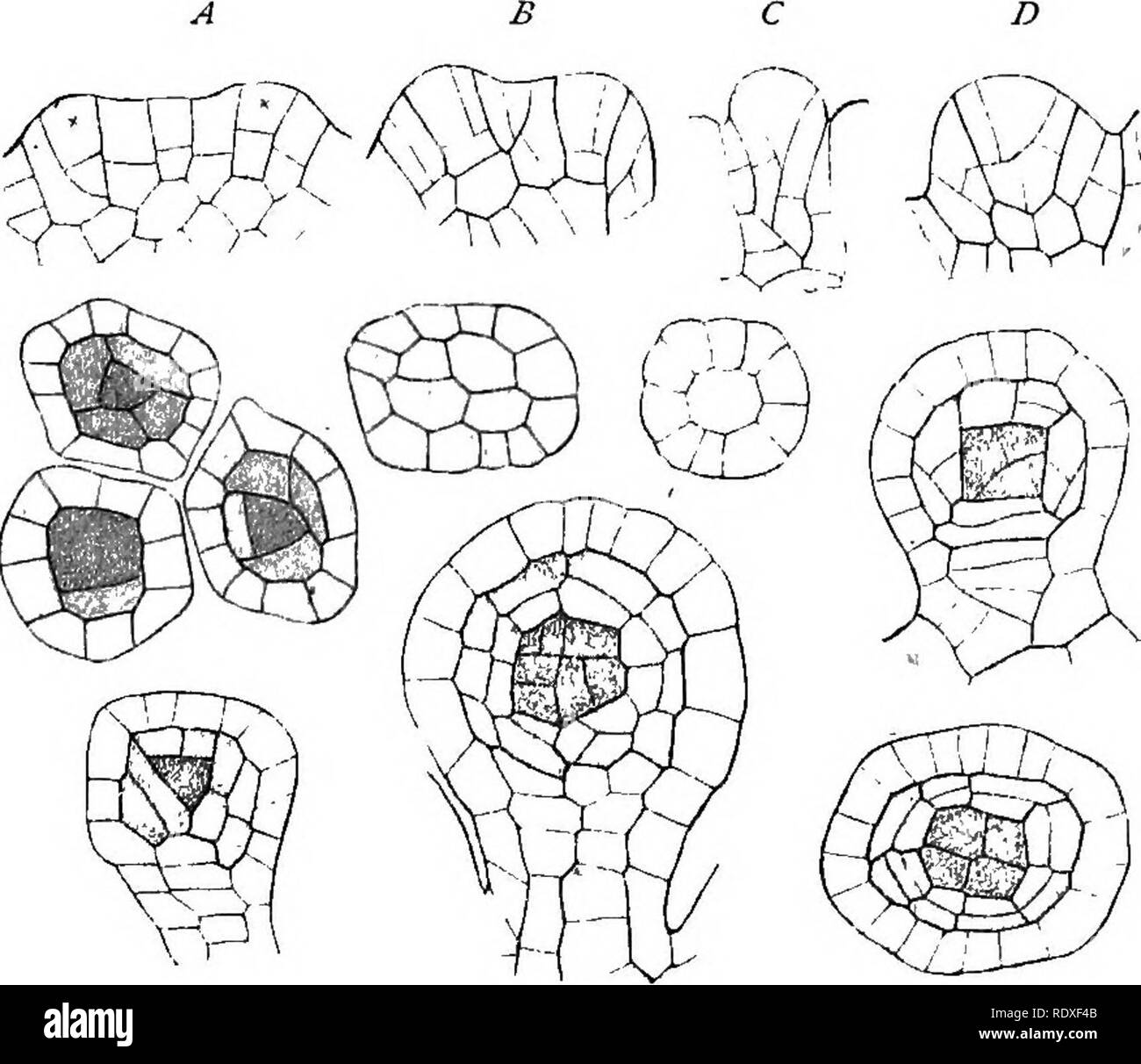 . The origin of a land flora, a theory based upon the facts of ...