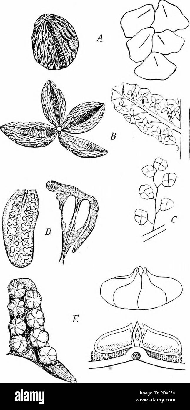 . The origin of a land flora, a theory based upon the facts of ...