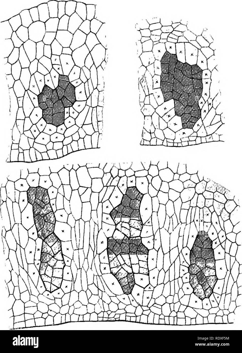 Typically single cell Cut Out Stock Images & Pictures - Alamy