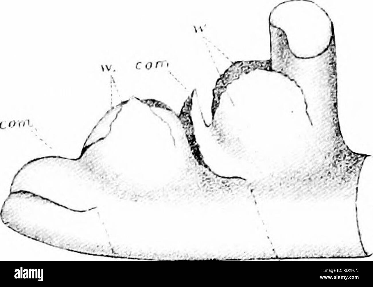 Complex morphology characteristic hi-res stock photography and images ...