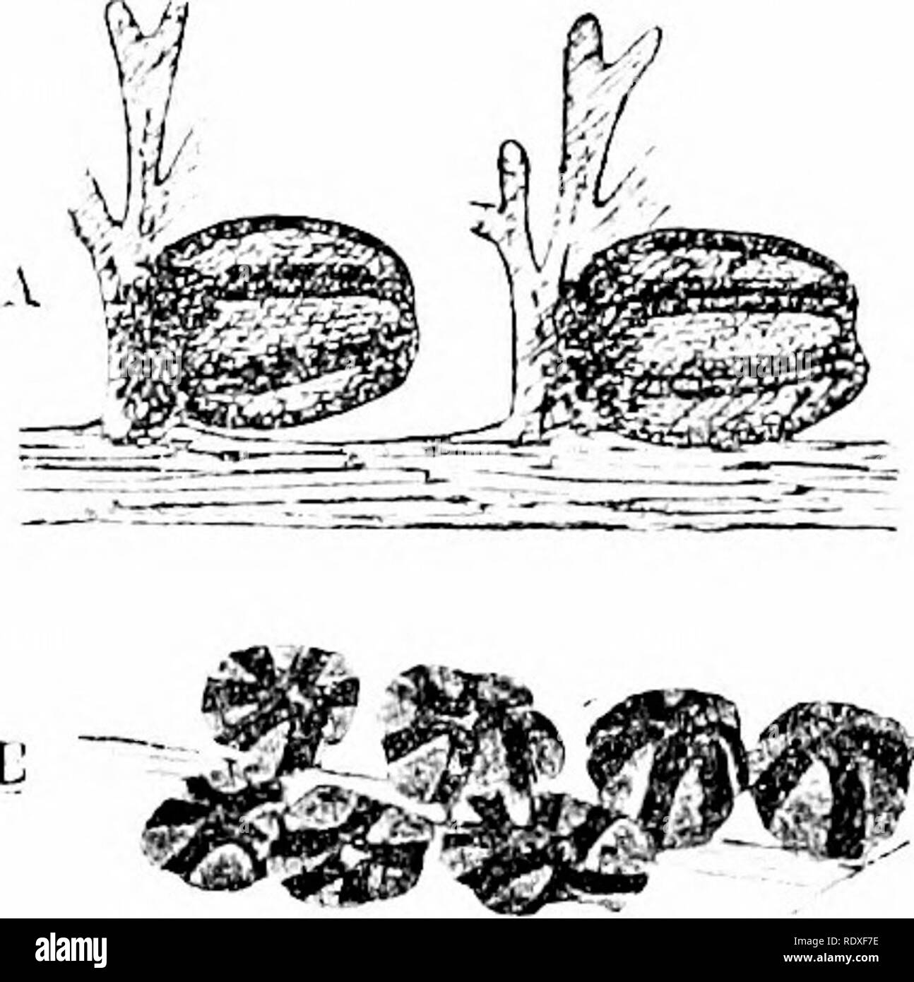 . The origin of a land flora, a theory based upon the facts of ...
