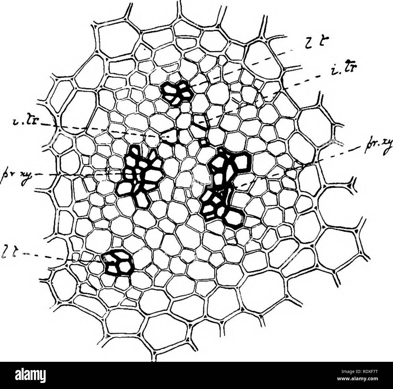 Phyletic hi-res stock photography and images - Alamy