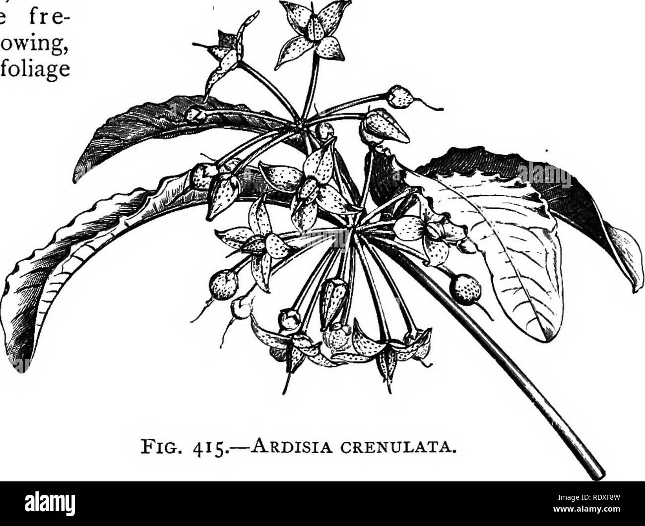 Spathes spadix plants Black and White Stock Photos & Images - Alamy