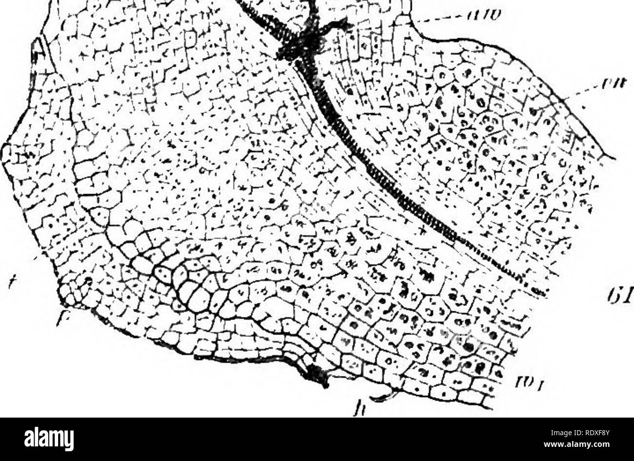 Fungal morphology Black and White Stock Photos & Images - Alamy