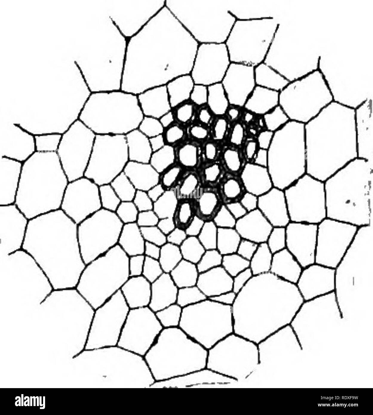 Triarch hi-res stock photography and images - Alamy