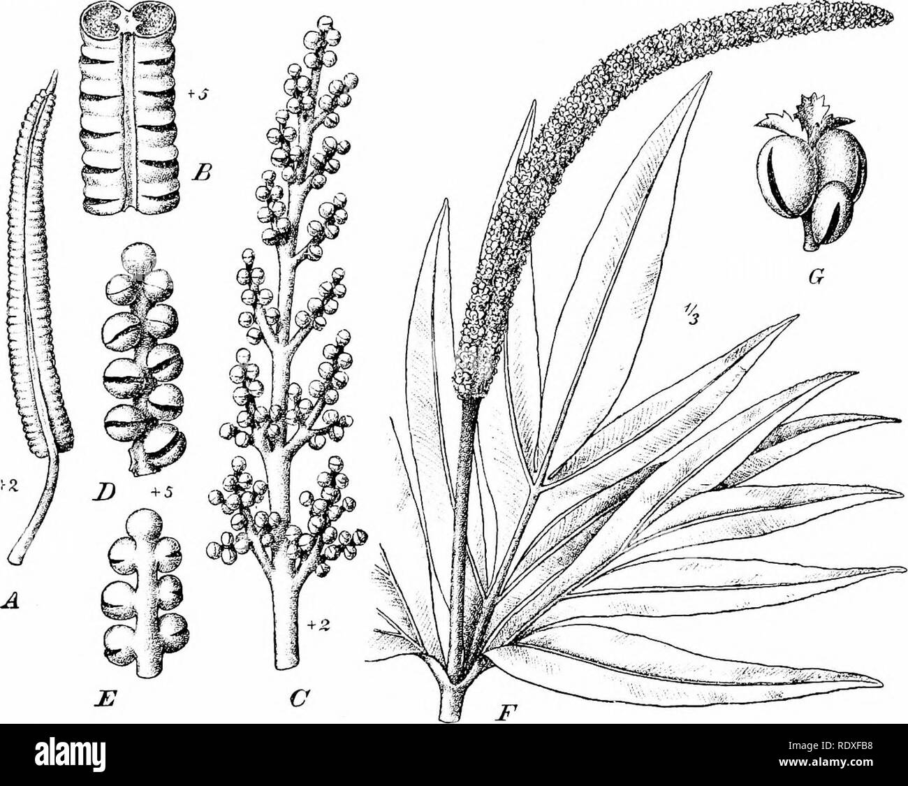 . The origin of a land flora, a theory based upon the facts of ...