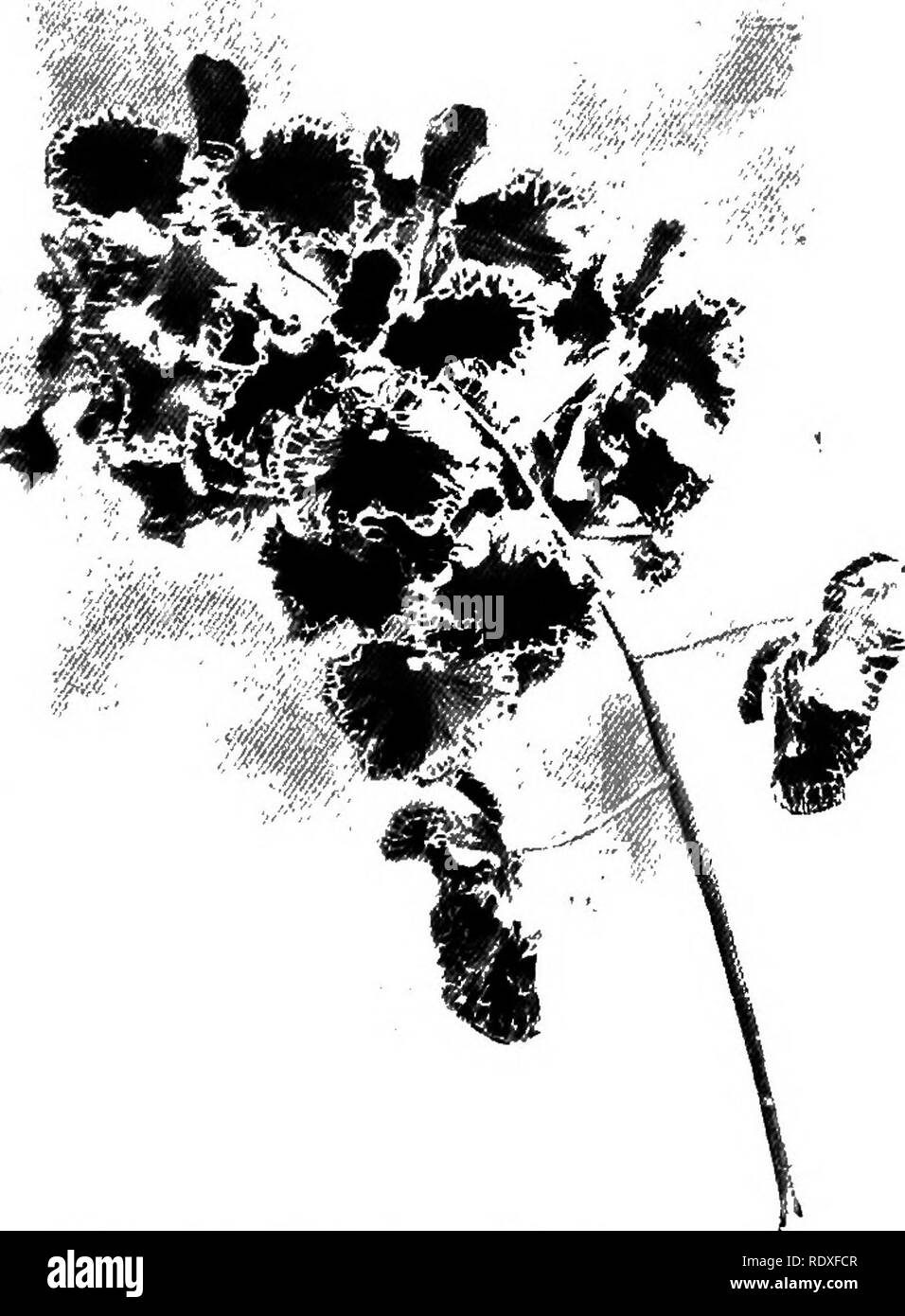 Rina a commencé hi-res stock photography and images - Alamy