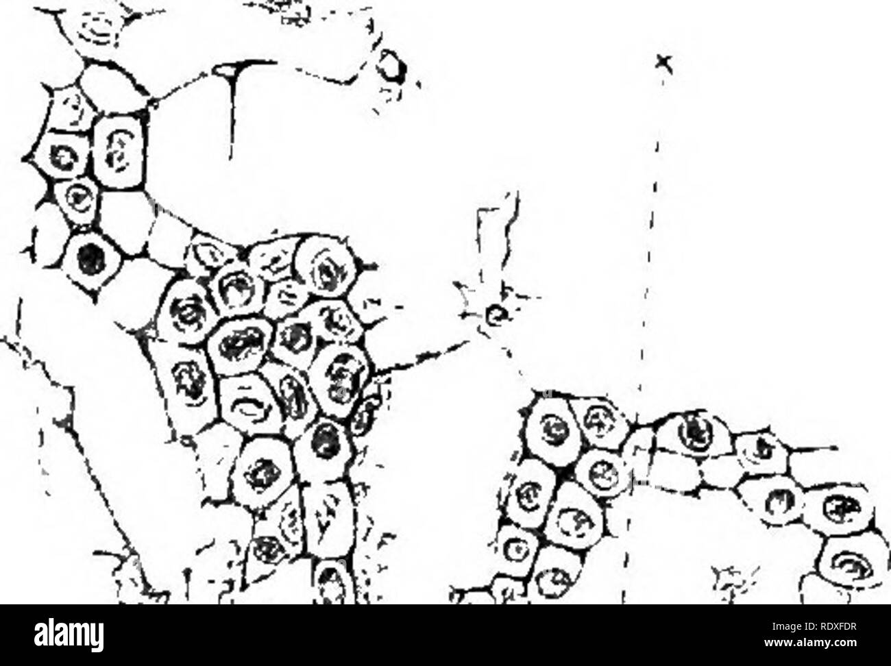 . The origin of a land flora, a theory based upon the facts of ...