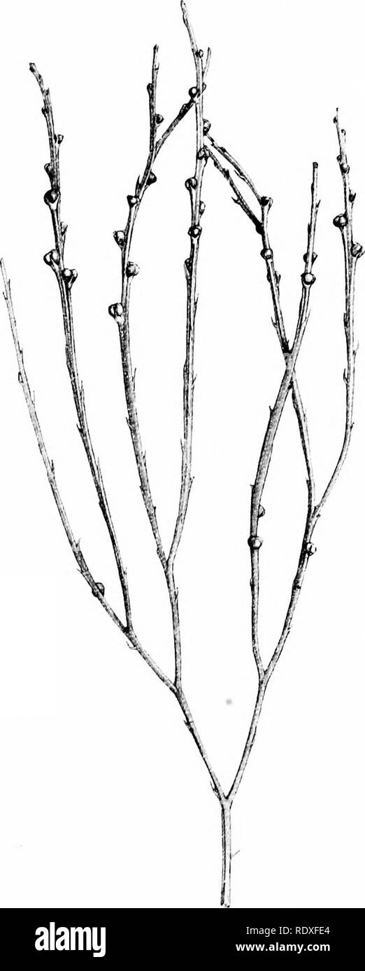 . The origin of a land flora, a theory based upon the facts of ...