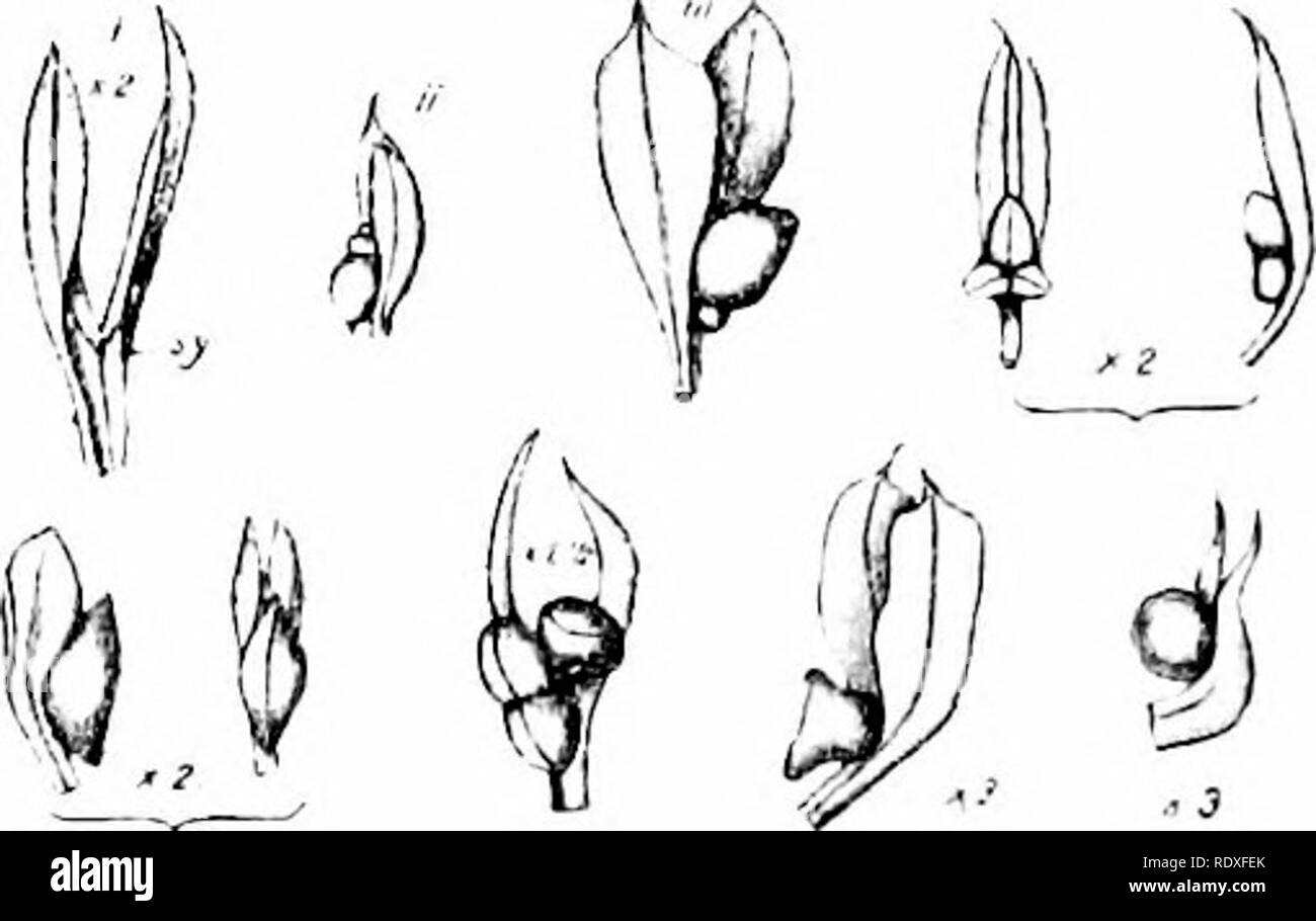 Tmesipteris High Resolution Stock Photography and Images - Alamy