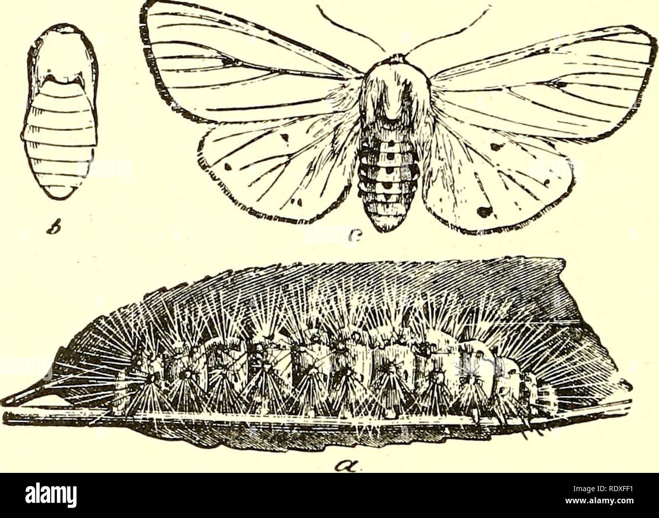 Spilosoma virginica hi-res stock photography and images - Alamy
