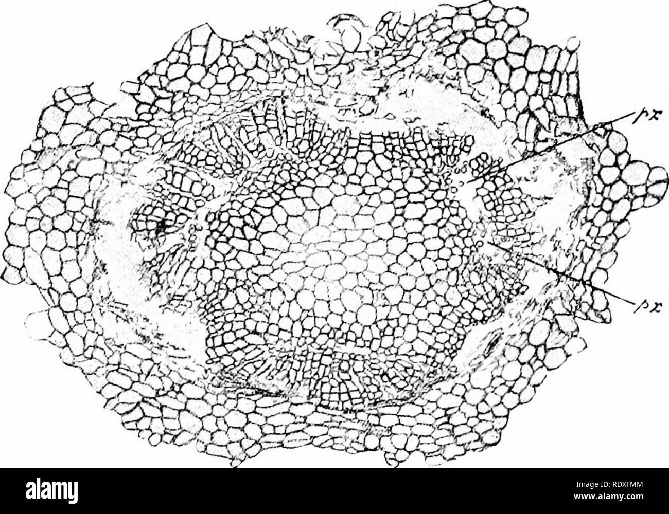 Psilotum hi-res stock photography and images - Alamy
