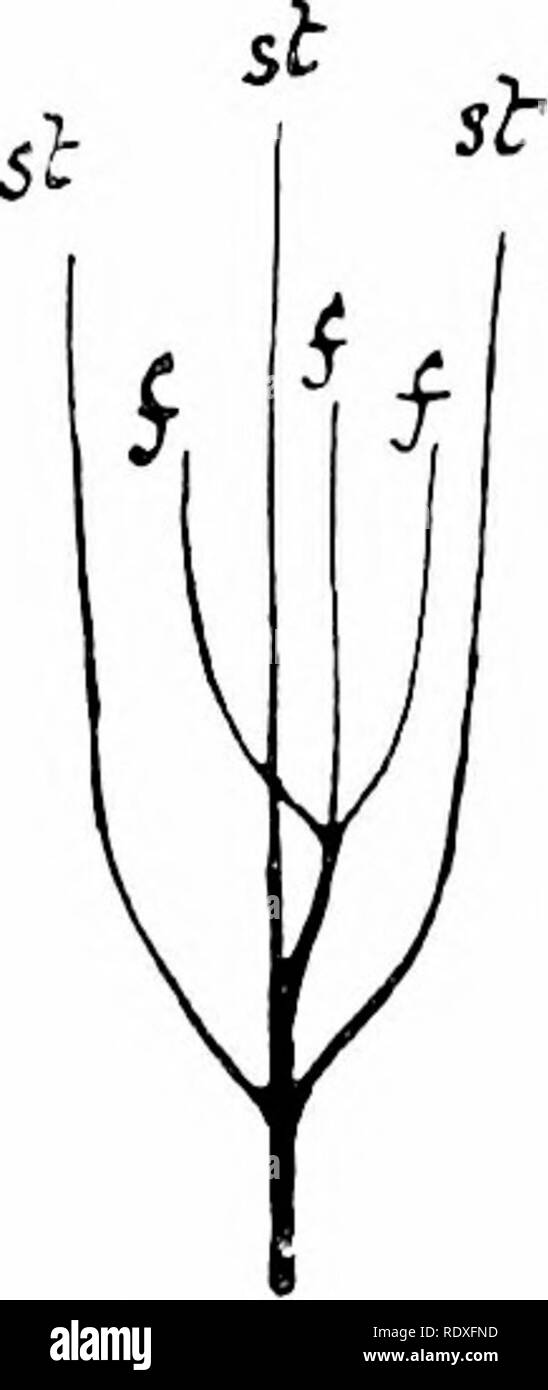 Sphenophyllum hi-res stock photography and images - Alamy