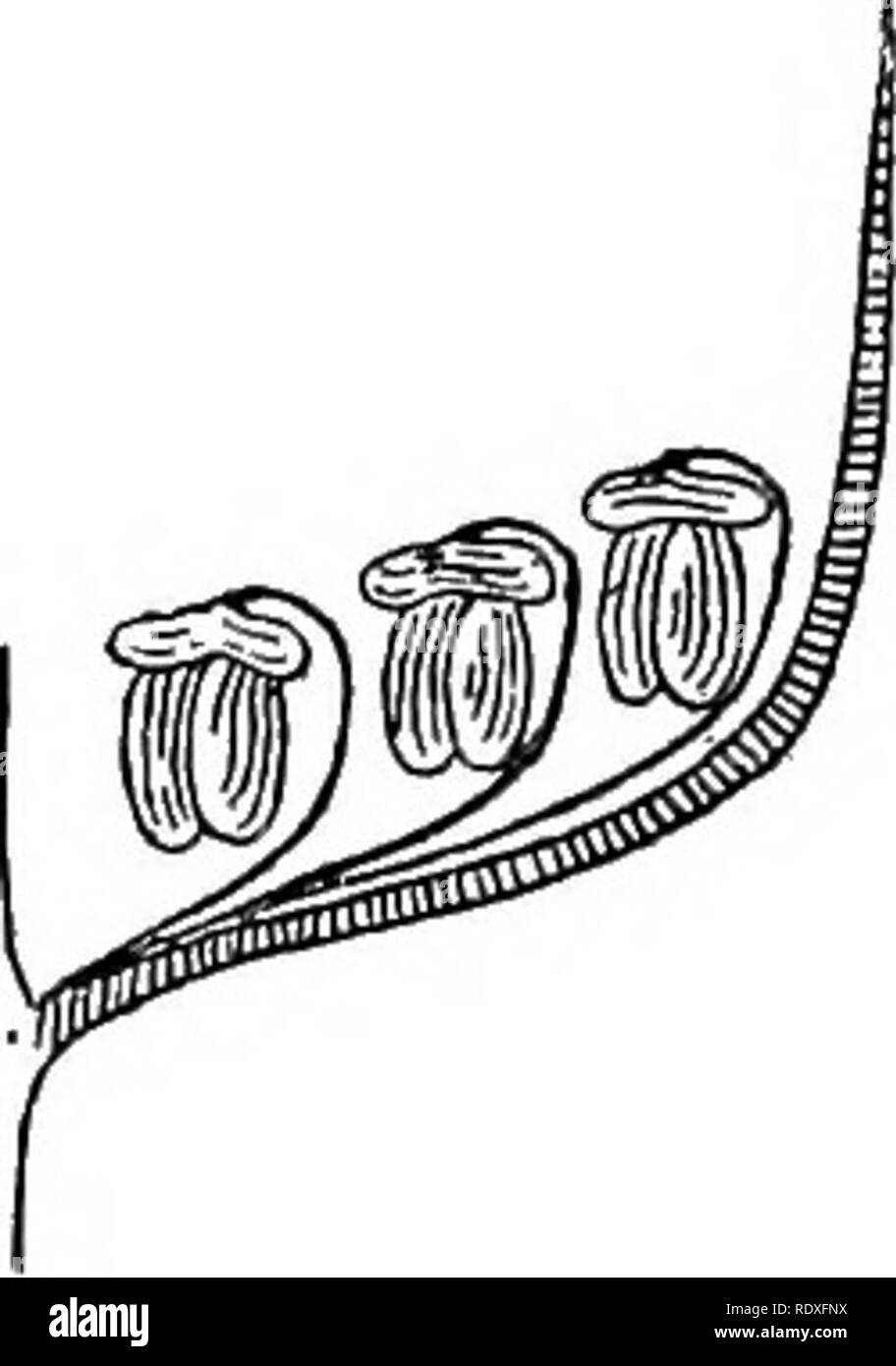 Sphenophyllales hi-res stock photography and images - Alamy