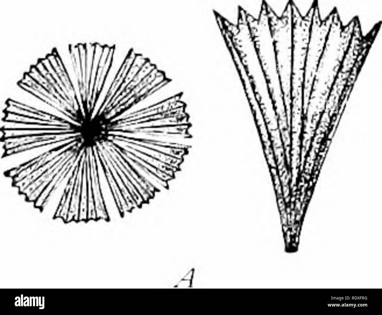 . The origin of a land flora, a theory based upon the facts of ...
