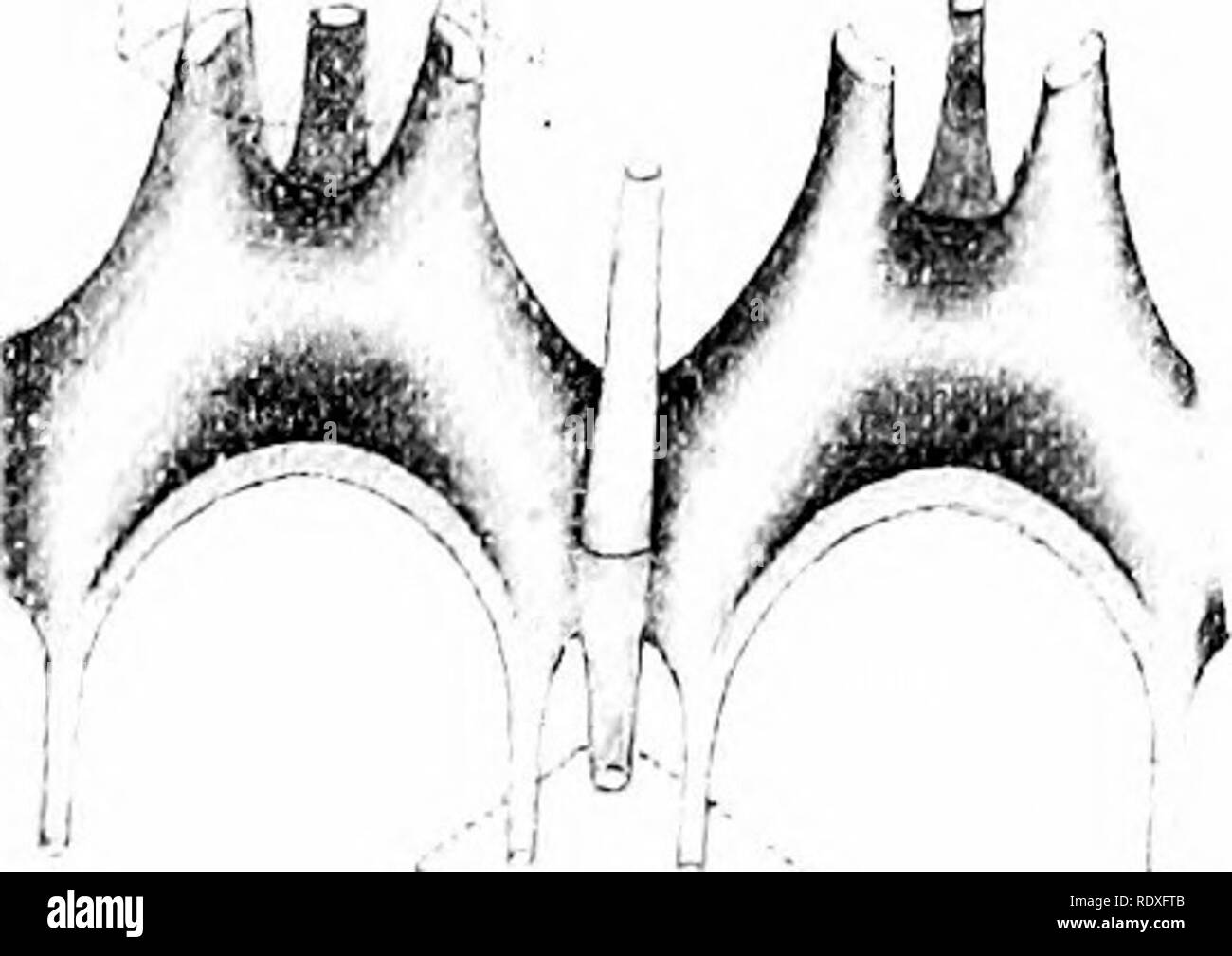. The origin of a land flora, a theory based upon the facts of ...