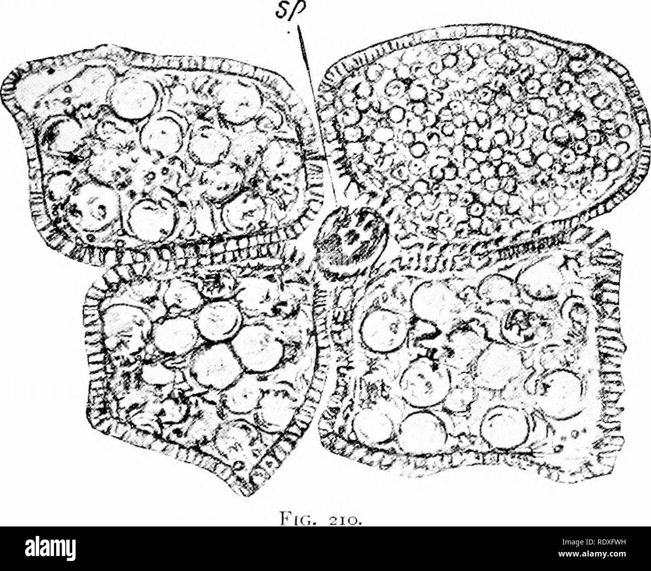 Sporangiophore Black and White Stock Photos & Images - Alamy