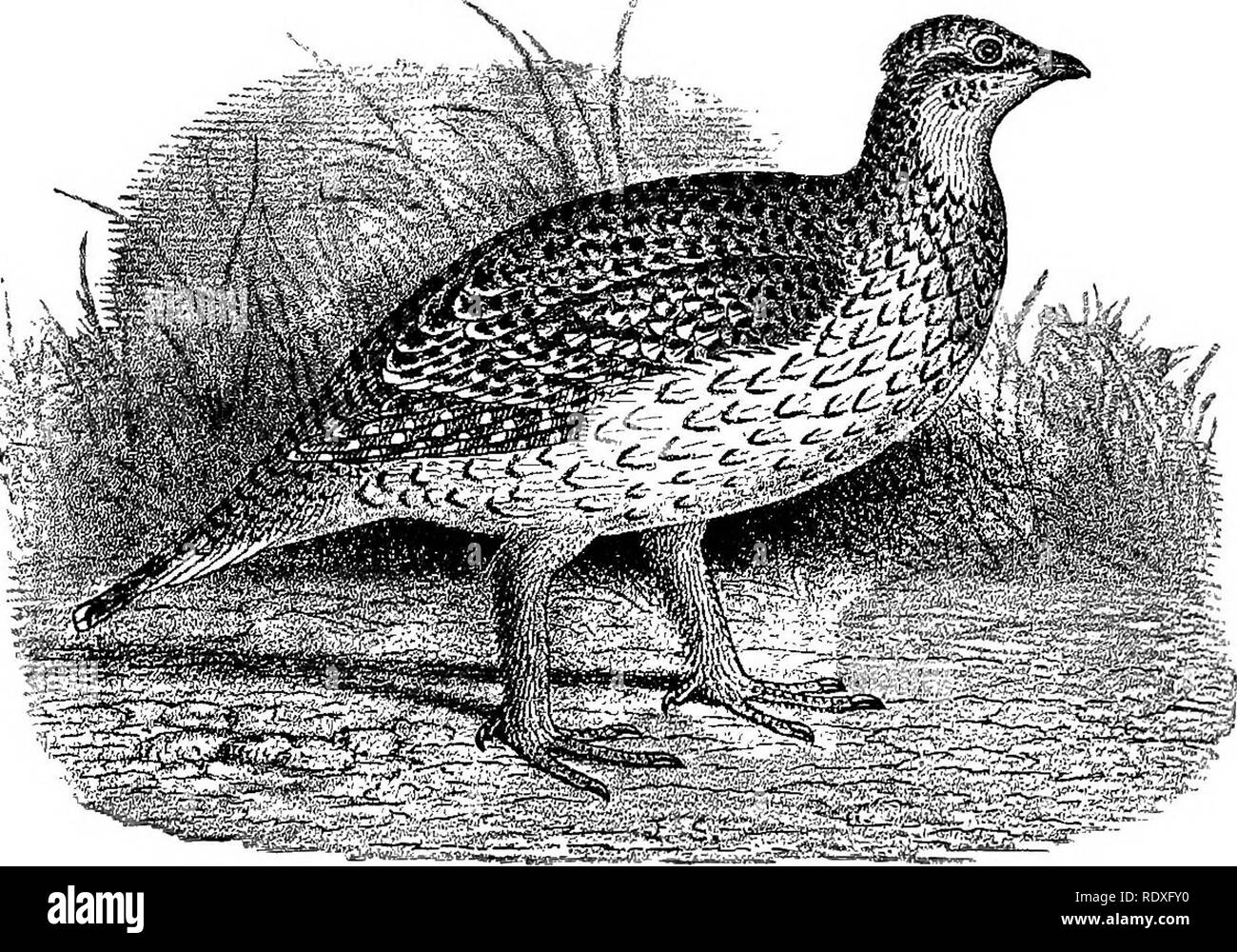 Black tail buff Black and White Stock Photos & Images - Alamy