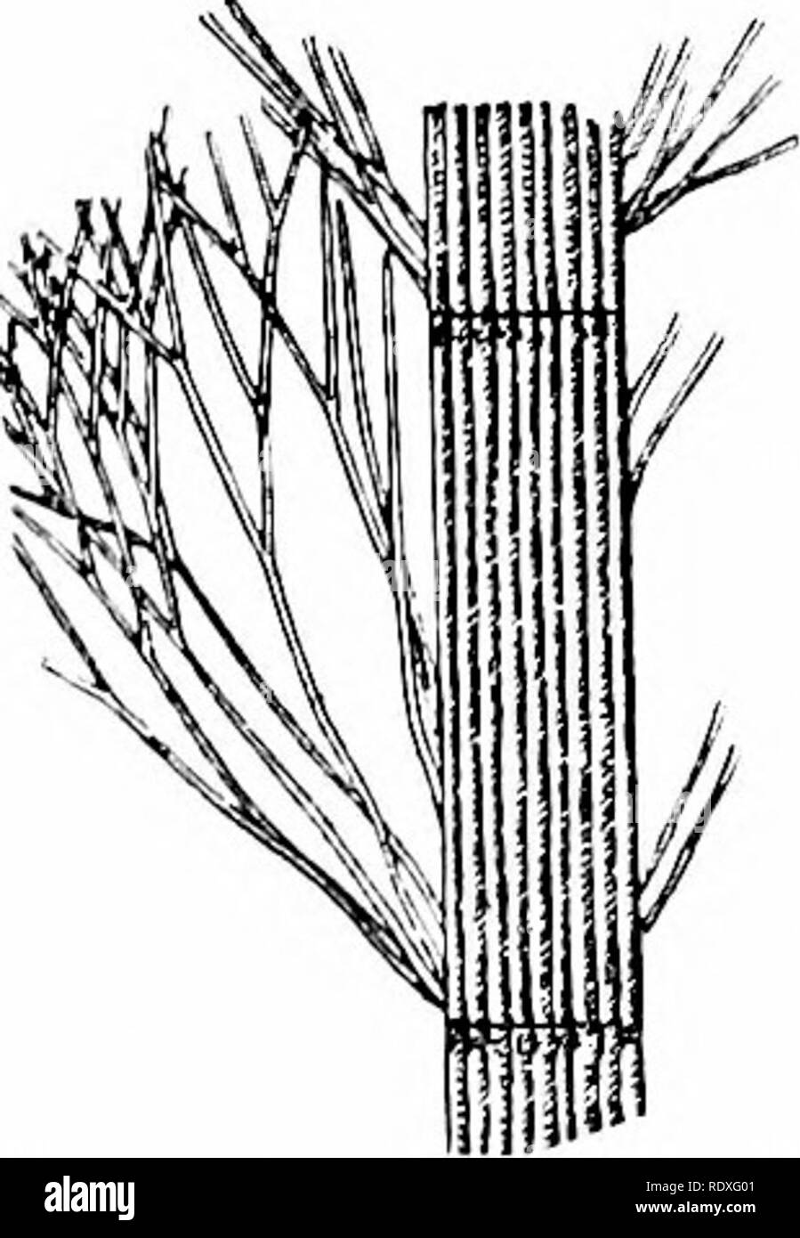 . The origin of a land flora, a theory based upon the facts of ...