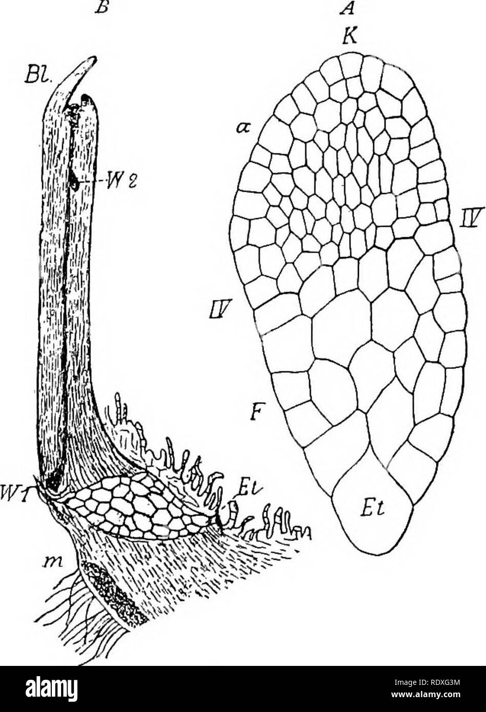 Prothallus High Resolution Stock Photography and Images - Alamy