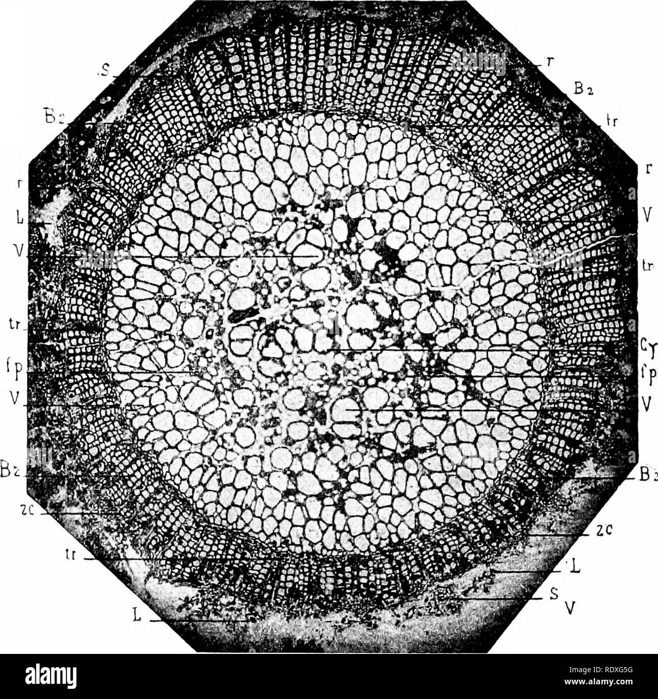 Lycopods hi-res stock photography and images - Alamy