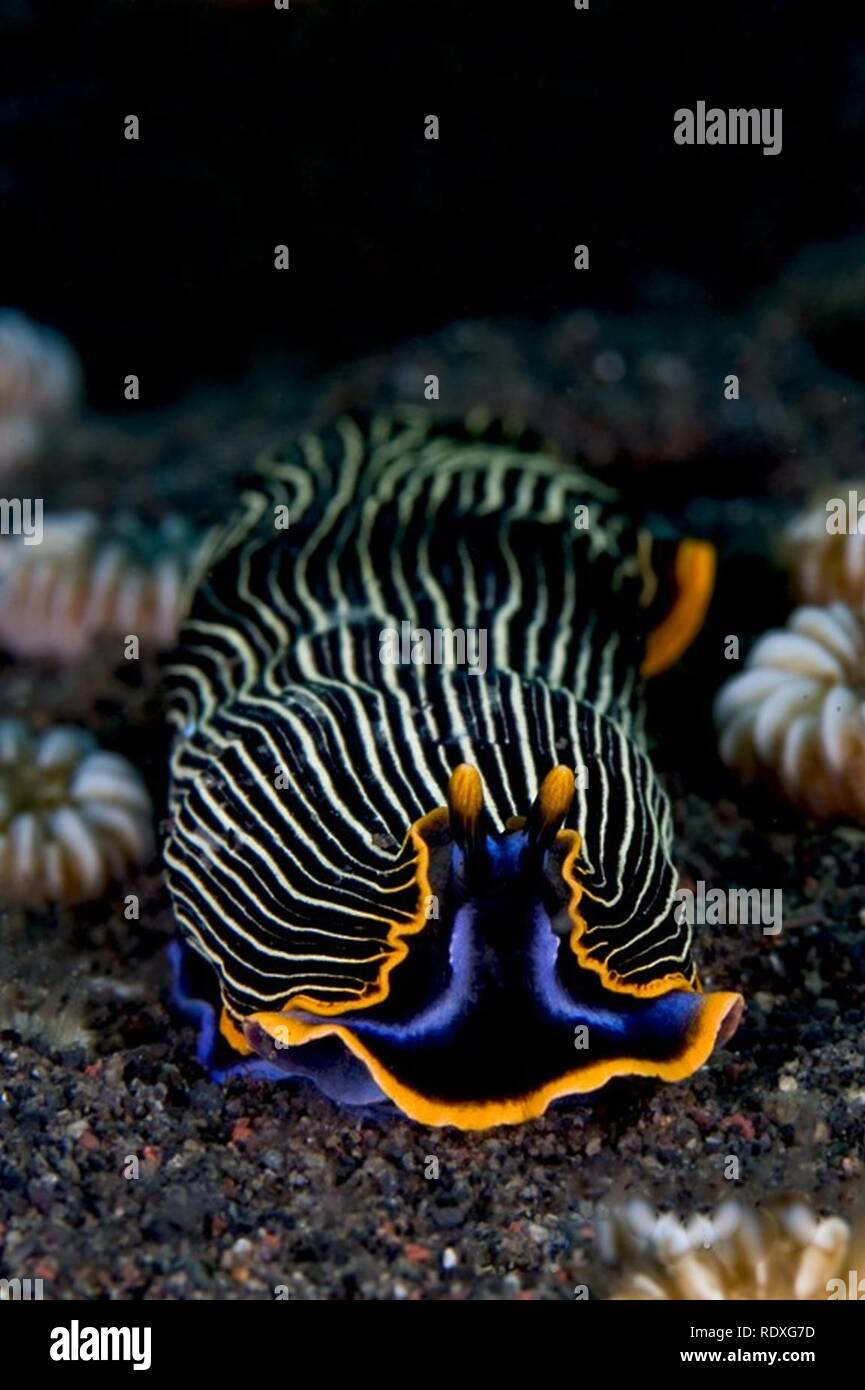 Semperi hi-res stock photography and images - Alamy