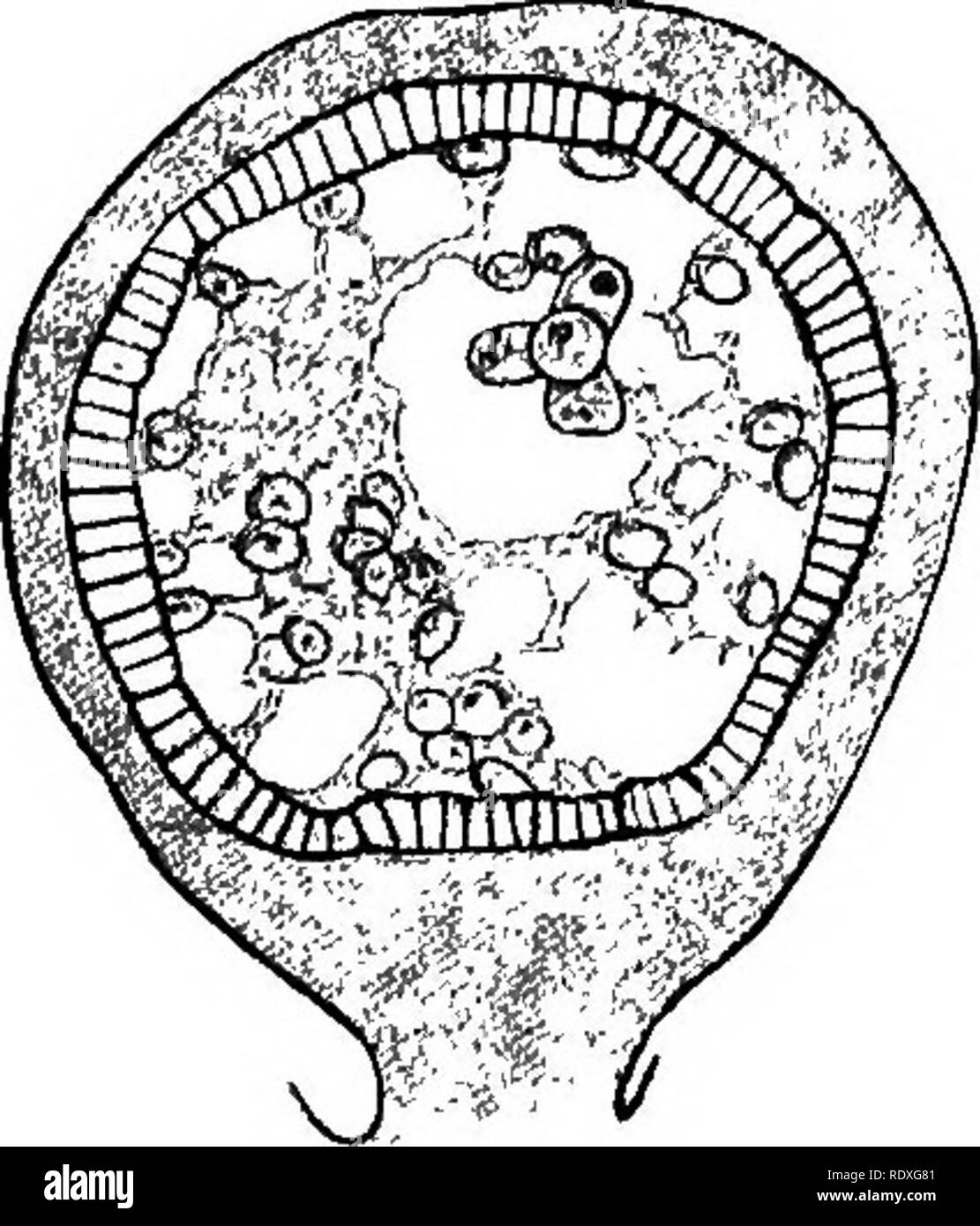 . The origin of a land flora, a theory based upon the facts of ...