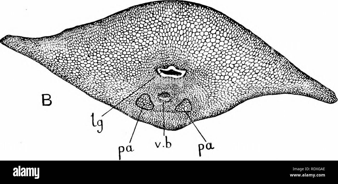 Ligule Stock Photos & Ligule Stock Images - Alamy