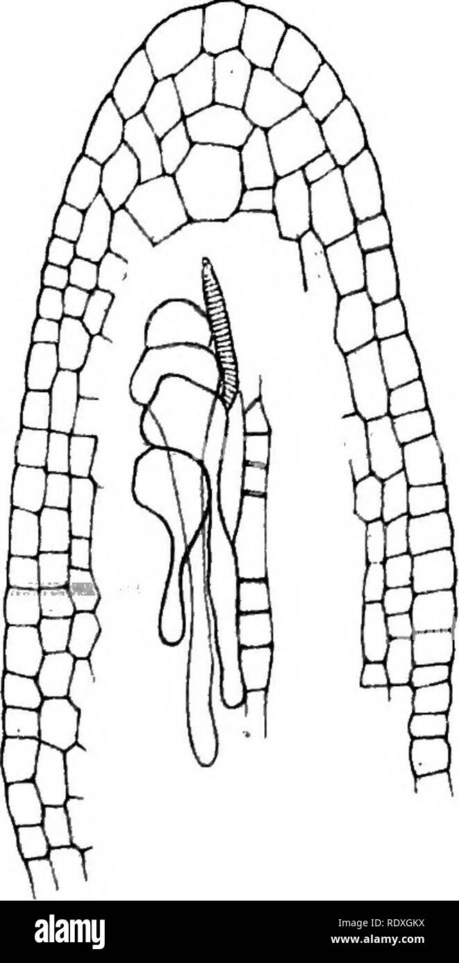 . The origin of a land flora, a theory based upon the facts of ...
