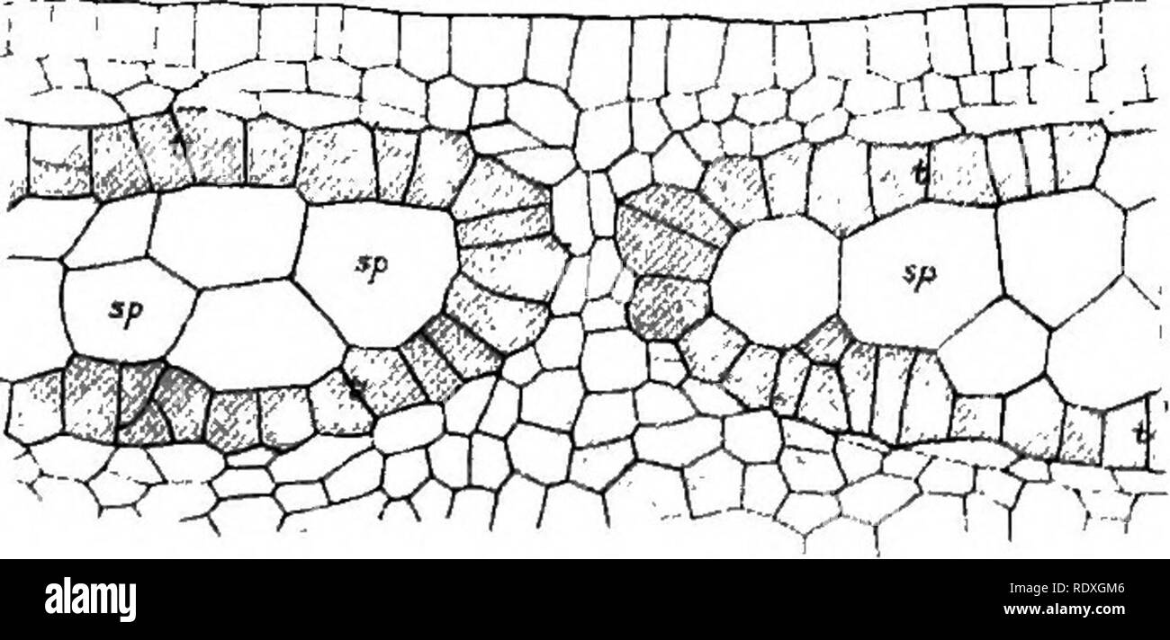 . The origin of a land flora, a theory based upon the facts of ...