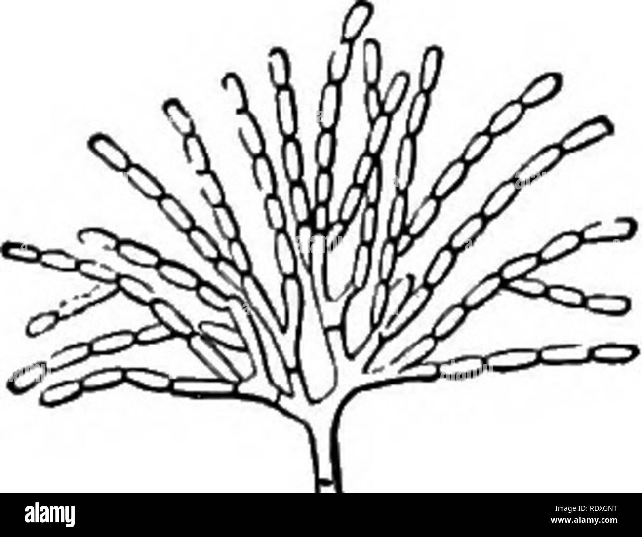 Clusters of fungi Black and White Stock Photos & Images - Alamy