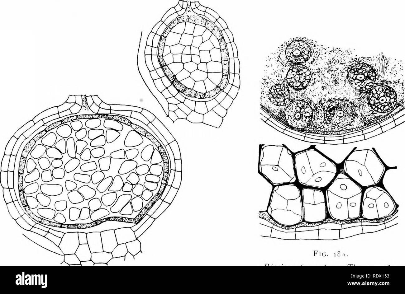 . The origin of a land flora, a theory based upon the facts of ...