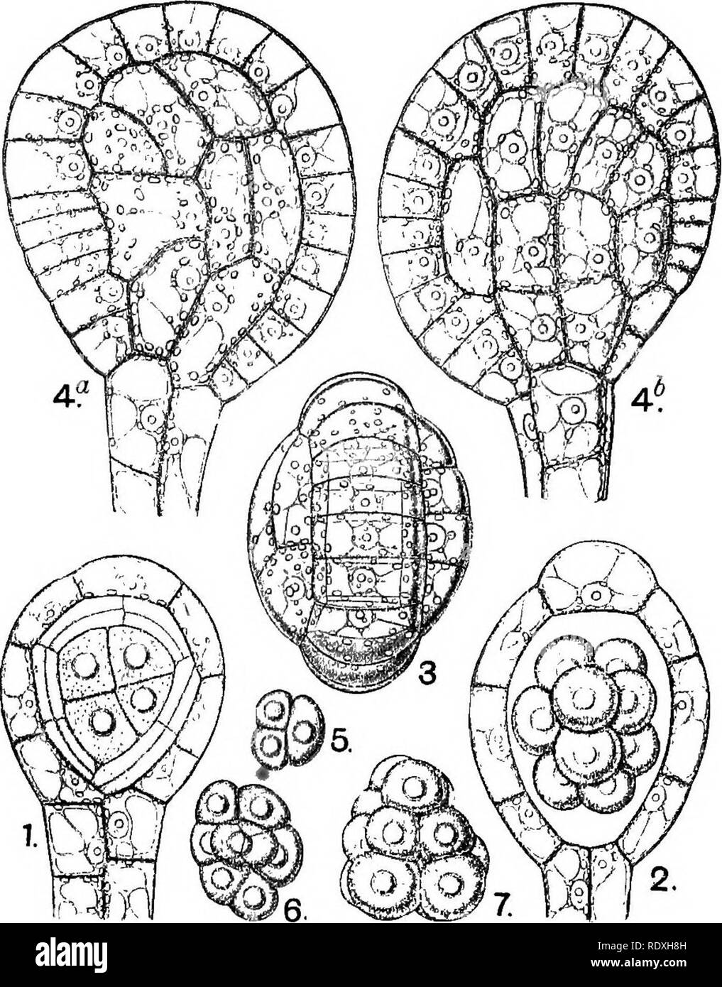 . The origin of a land flora, a theory based upon the facts of ...