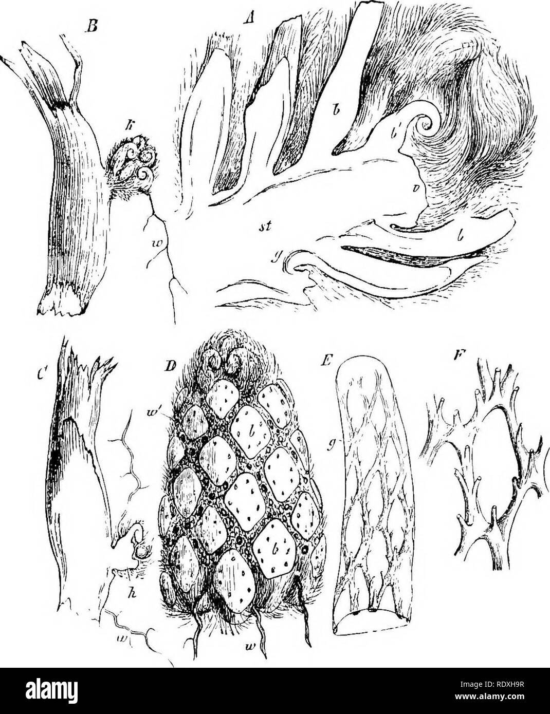 Adaptation to the land Cut Out Stock Images & Pictures - Alamy