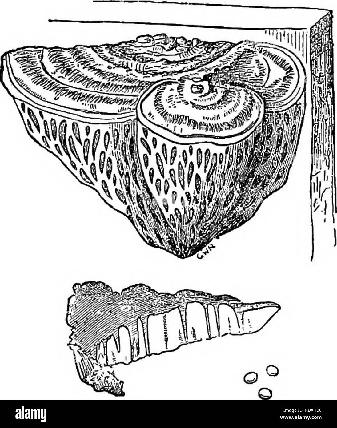 Polyporus Cross Section