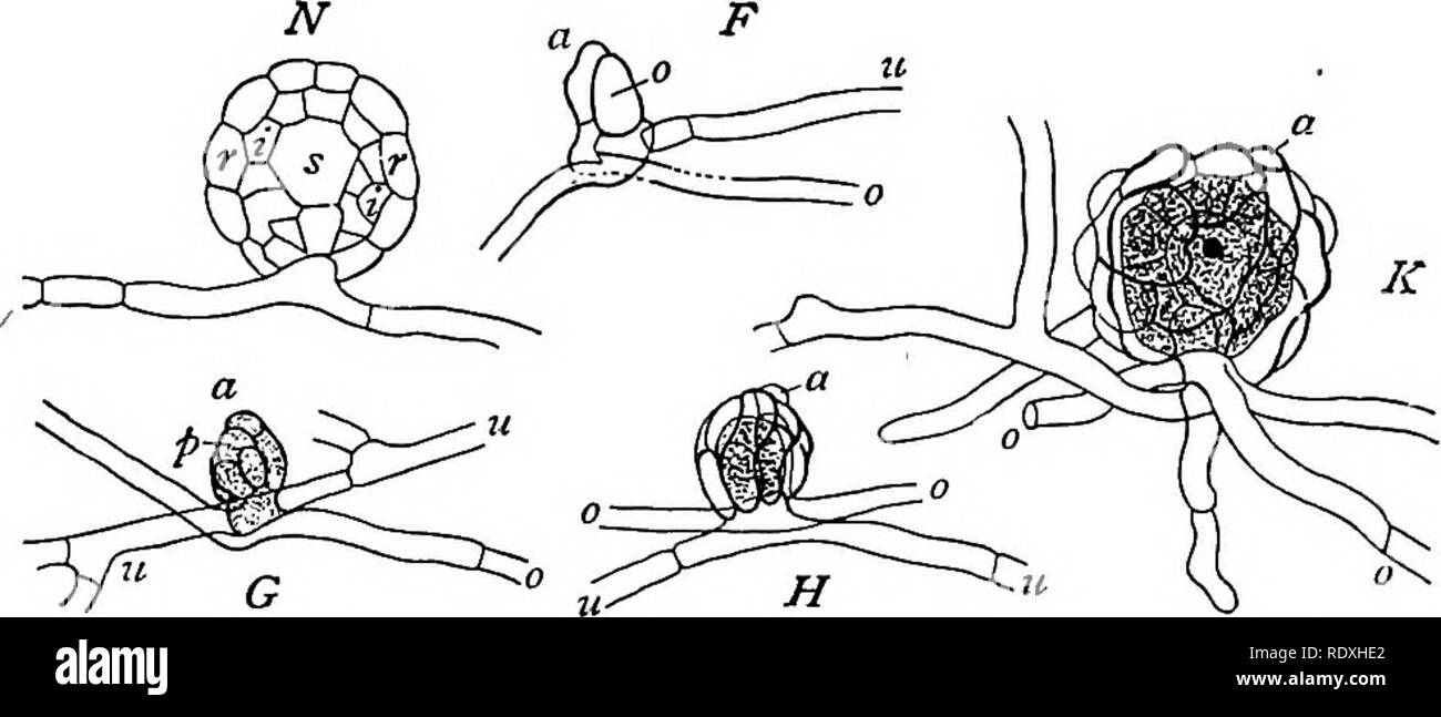 Cystidia Black and White Stock Photos & Images - Alamy