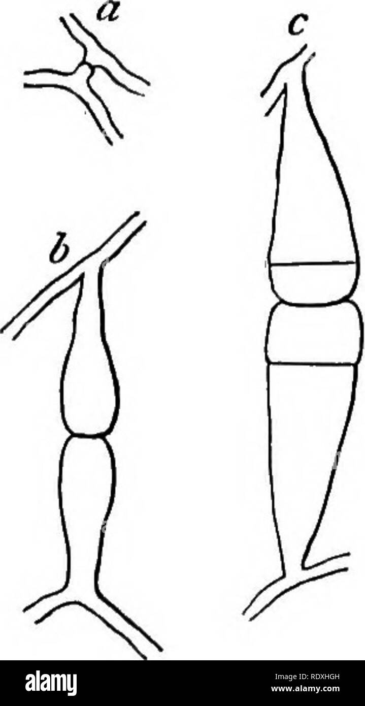 Globose segments Black and White Stock Photos & Images - Alamy