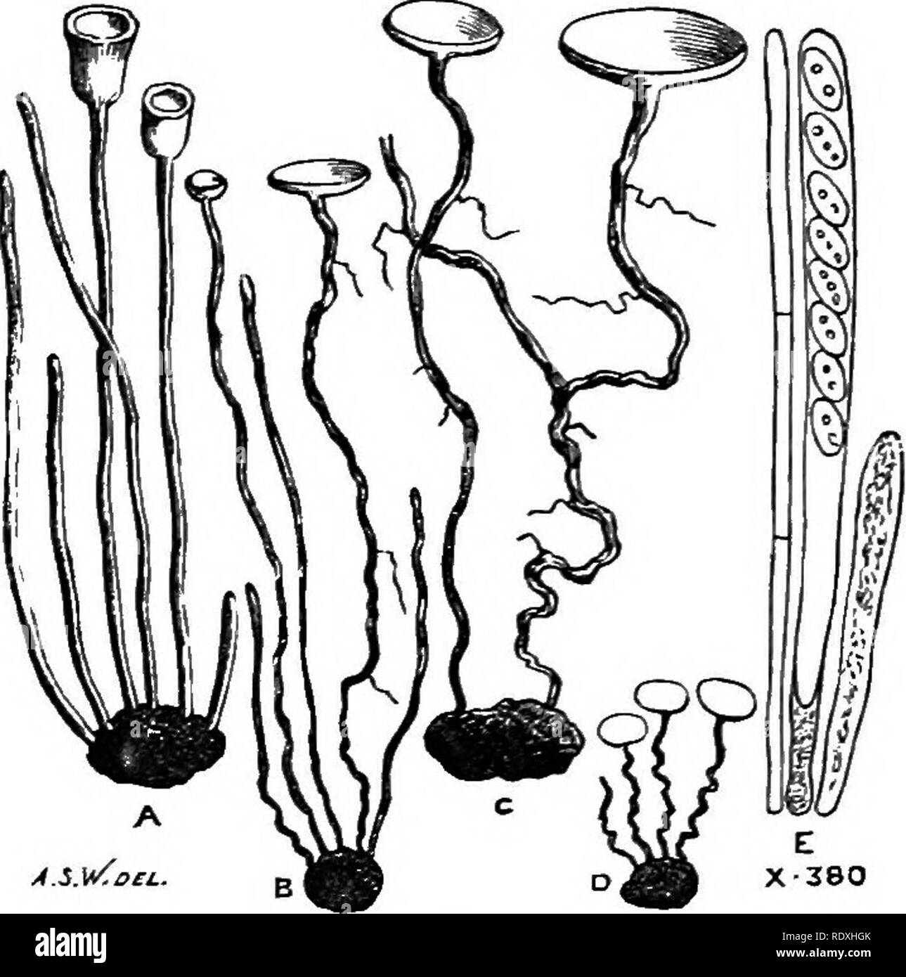 . Introduction to the study of fungi; their organography ...