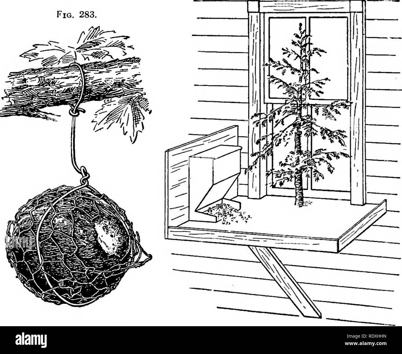 Many young beetles on potato hi-res stock photography and images - Alamy