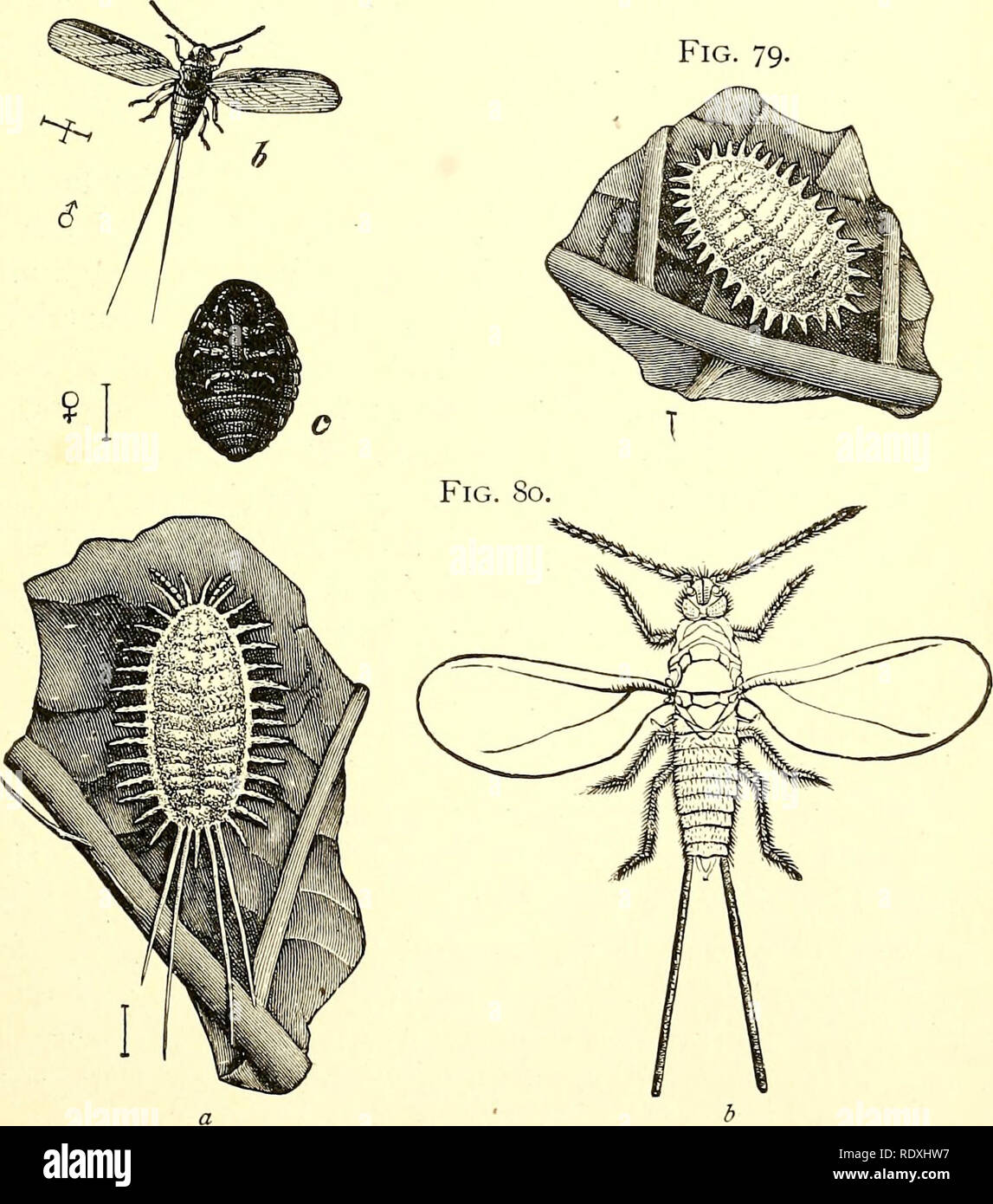 Coccus Cacti High Resolution Stock Photography and Images - Alamy