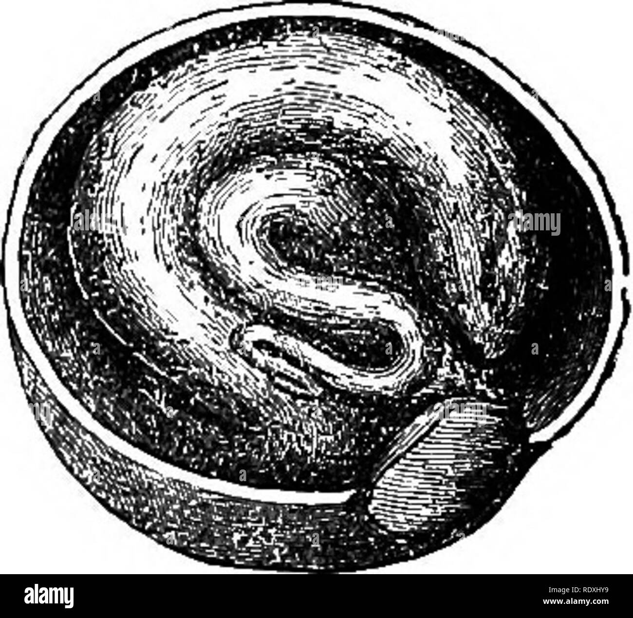 Snake mouth anatomy hi-res stock photography and images - Alamy