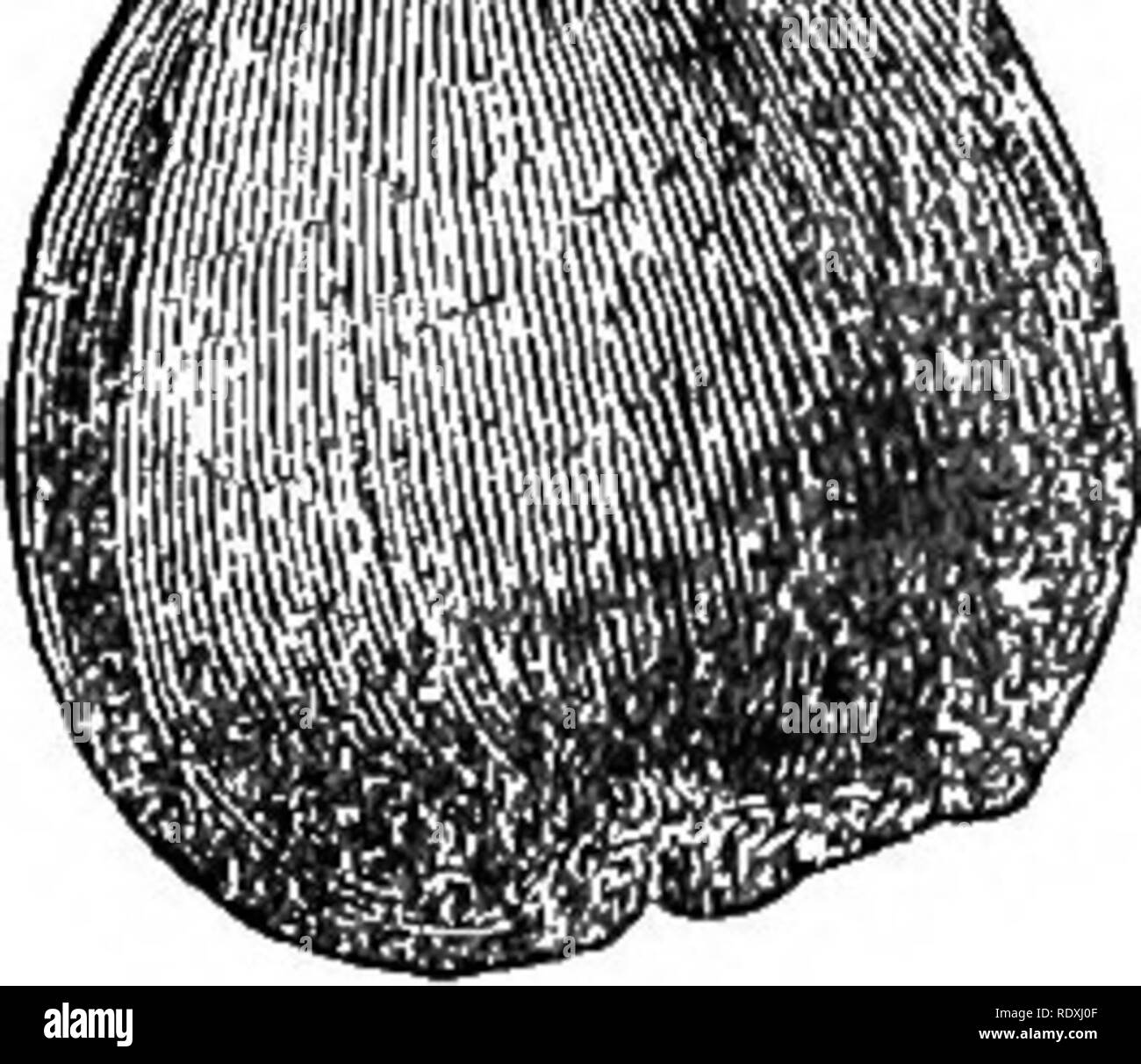 Chestnut horse anatomy hi-res stock photography and images - Alamy