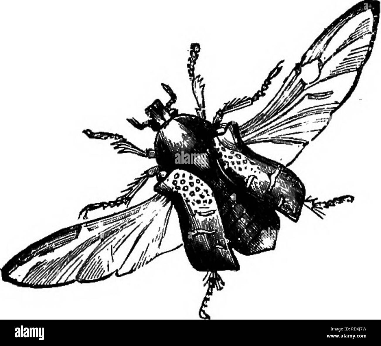 Thrips rose hi-res stock photography and images - Alamy