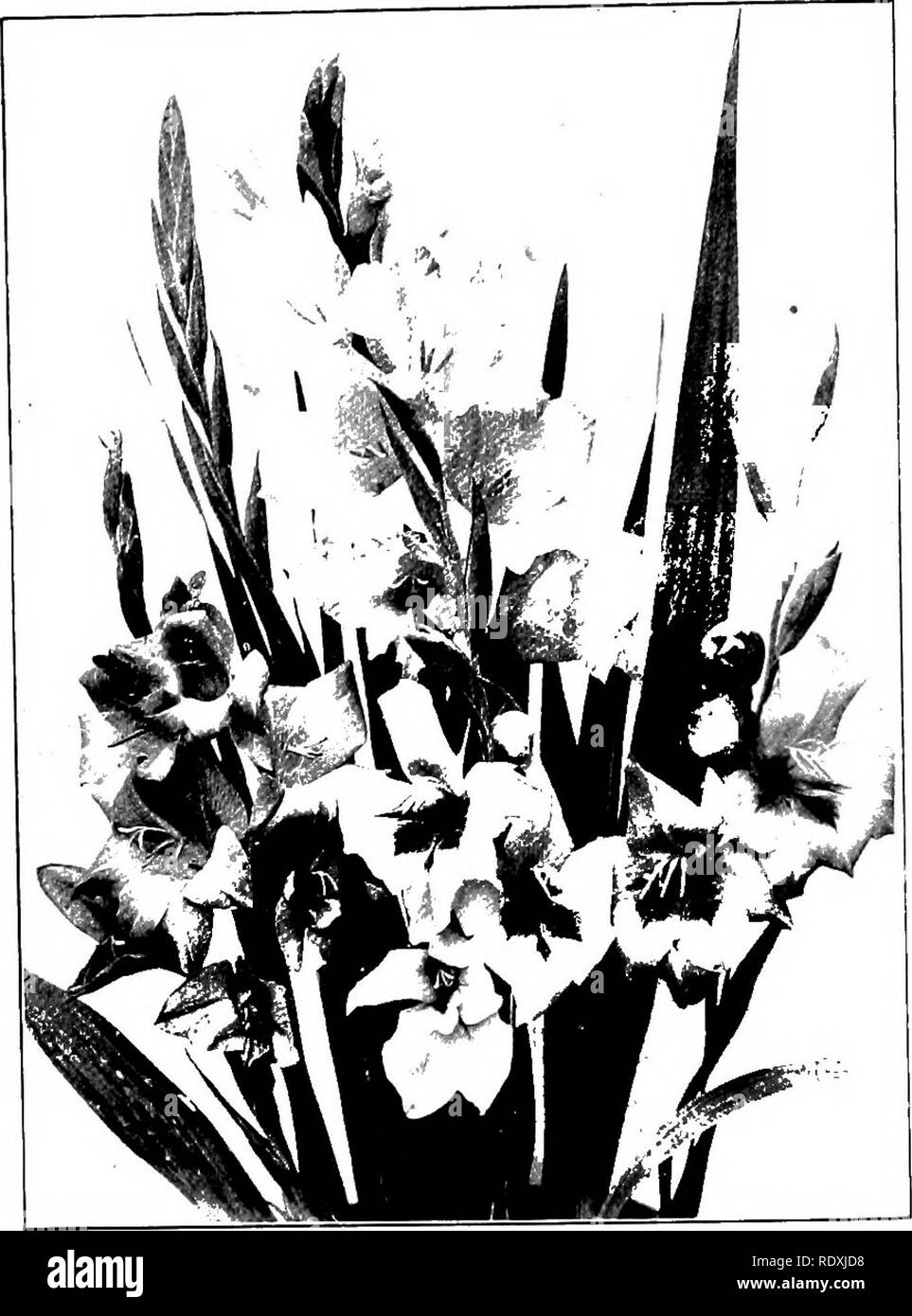 Well drained sandy soil Black and White Stock Photos & Images - Alamy