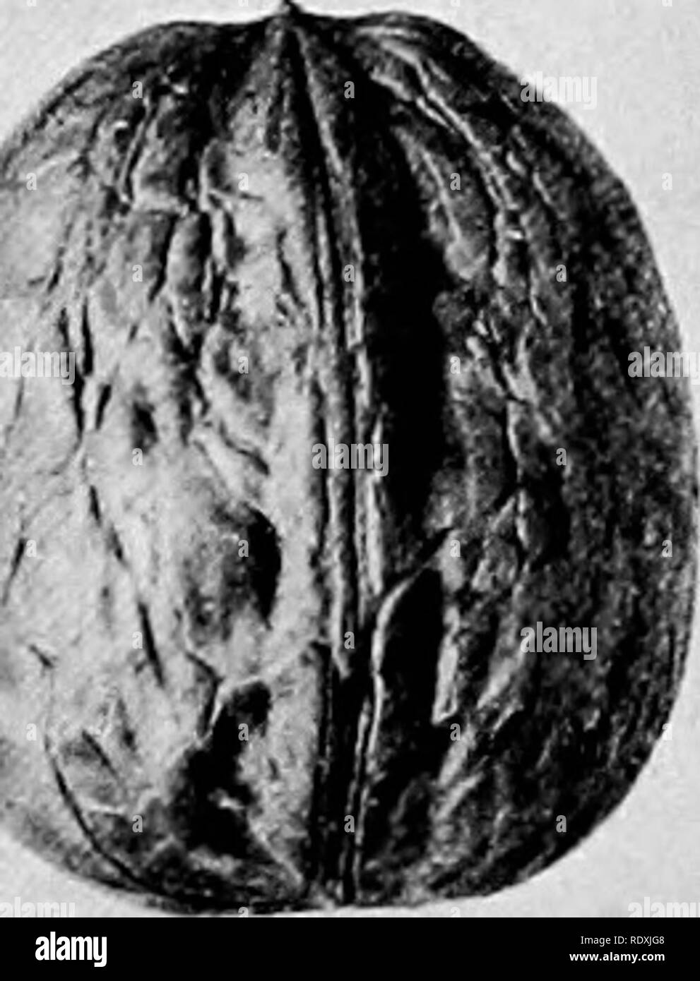 Figs and walnuts Black and White Stock Photos & Images - Alamy