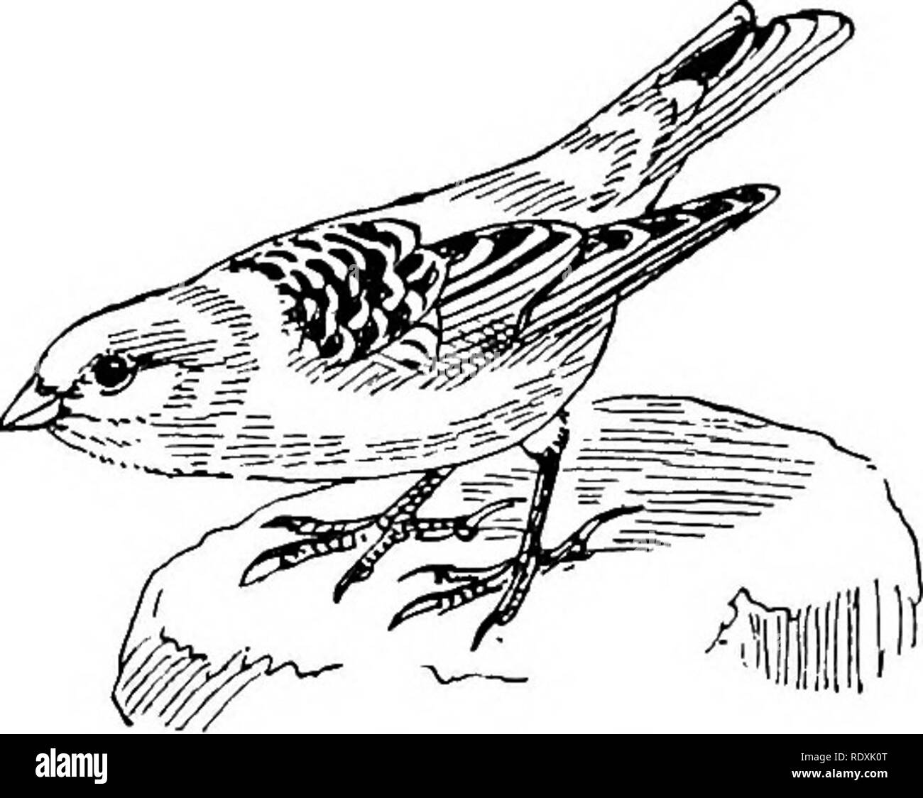 White and black predominate Cut Out Stock Images & Pictures - Alamy