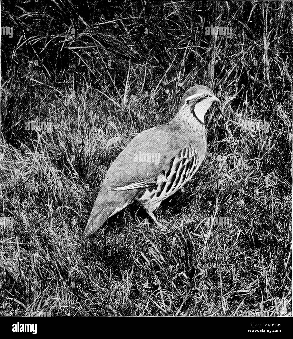 Red legged partridge in flight hi-res stock photography and images - Alamy