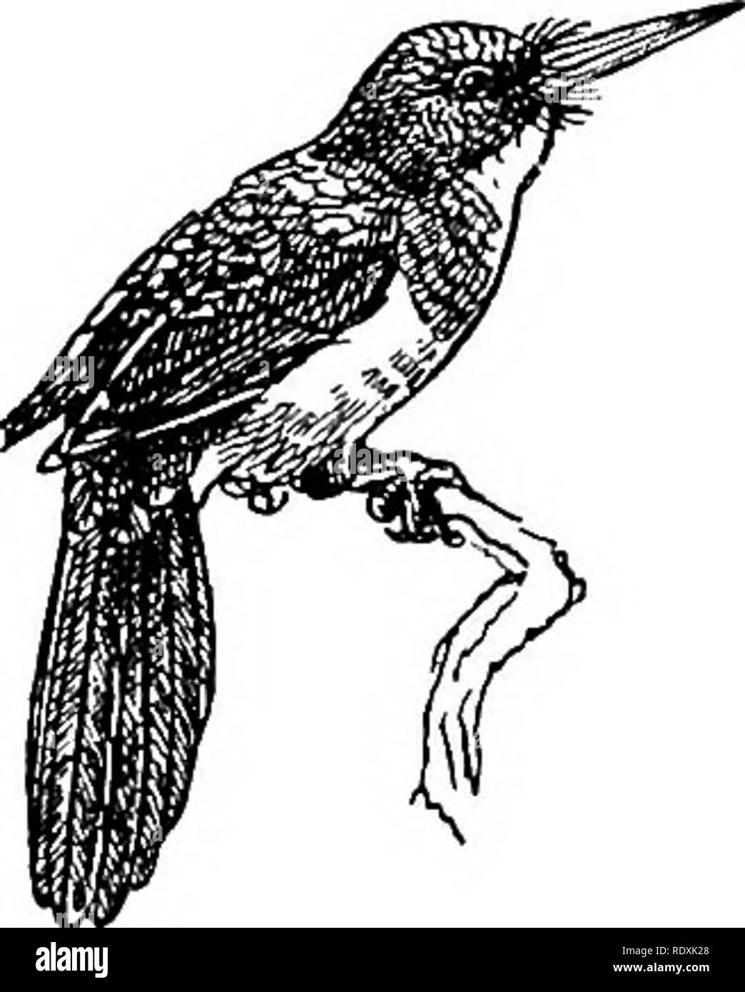 Flight jacamar hi-res stock photography and images - Alamy