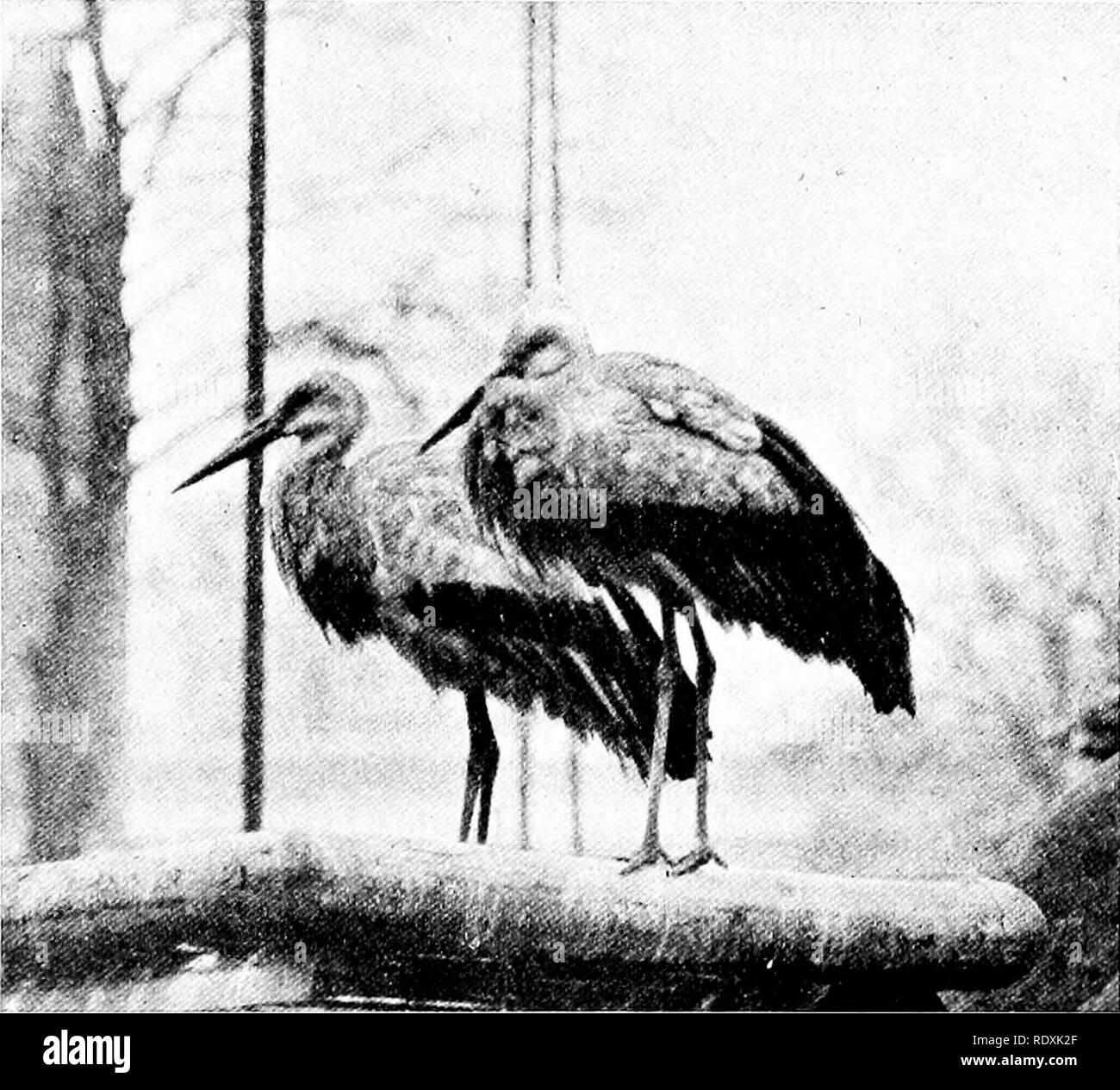 . The birds of Britain : their distribution and habits . Birds ...