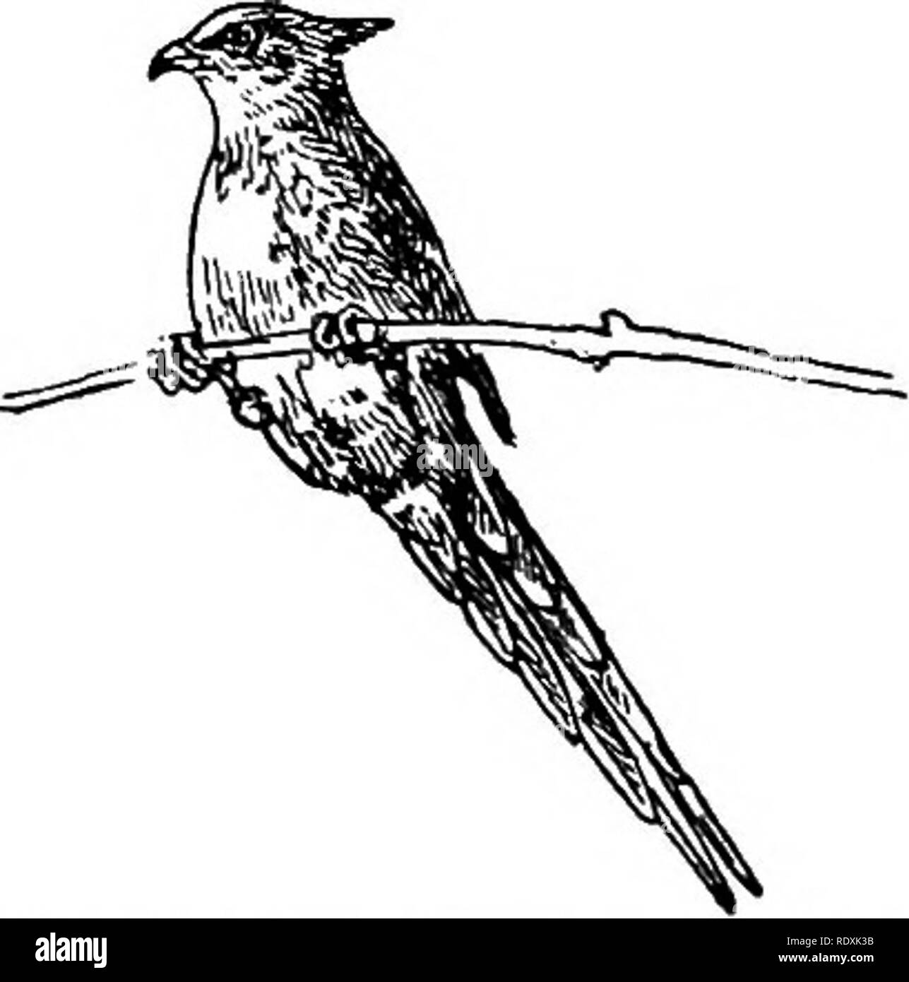 Birds square tails hi-res stock photography and images - Alamy